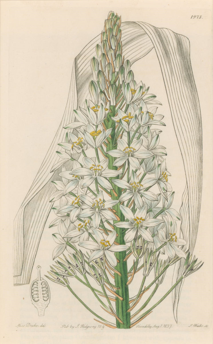 Sweet Pl. 1978 [Ornithogalum] – Philadelphia Print Shop