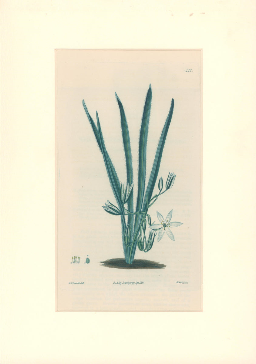 Sweet Pl. 117 – Philadelphia Print Shop