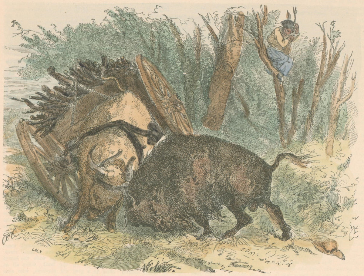 Unattributed “Fight Between a Bull and a Bison" – Philadelphia Print Shop