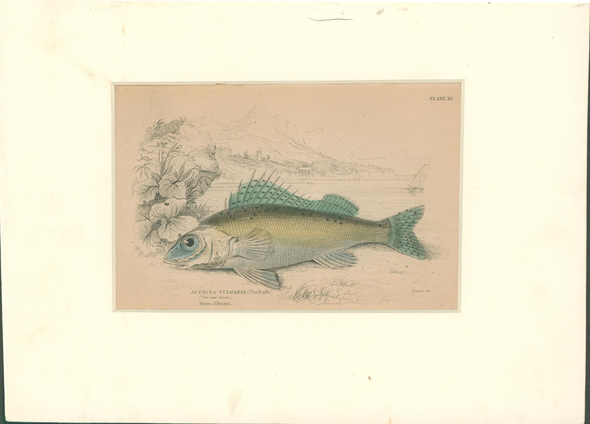 Jardine, William. Pl. 26. [The Ruffle] – Philadelphia Print Shop