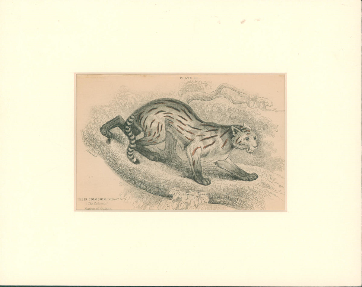 Jardine, William. Pl. 26. [The Colocolo] – Philadelphia Print Shop