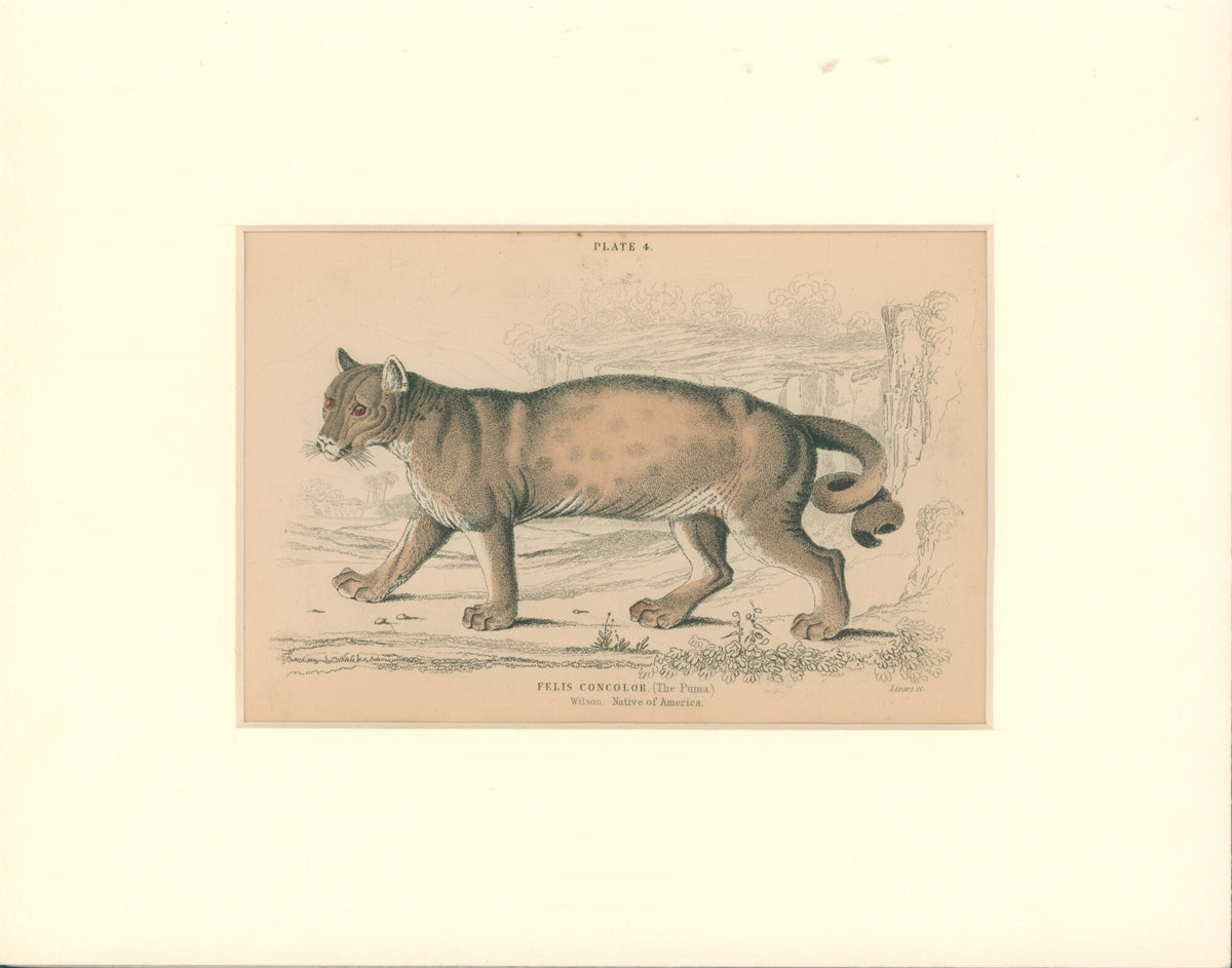 Jardine, William. Pl. 4 [The Puma] – Philadelphia Print Shop
