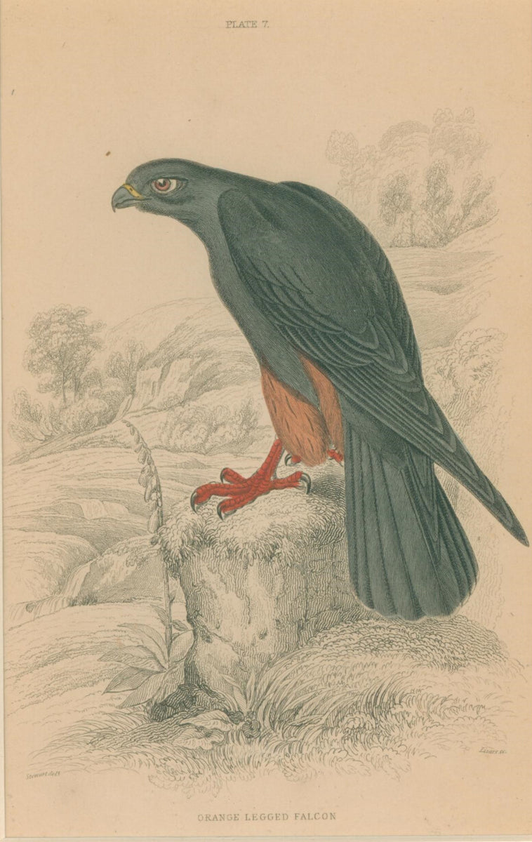 Jardine, William. Pl. 7. "Orange Legged Falcon" – Philadelphia Print Shop