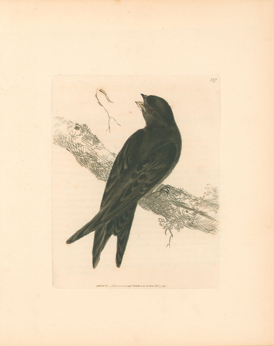 Lewin, William "Swift" Pl. 127. – Philadelphia Print Shop