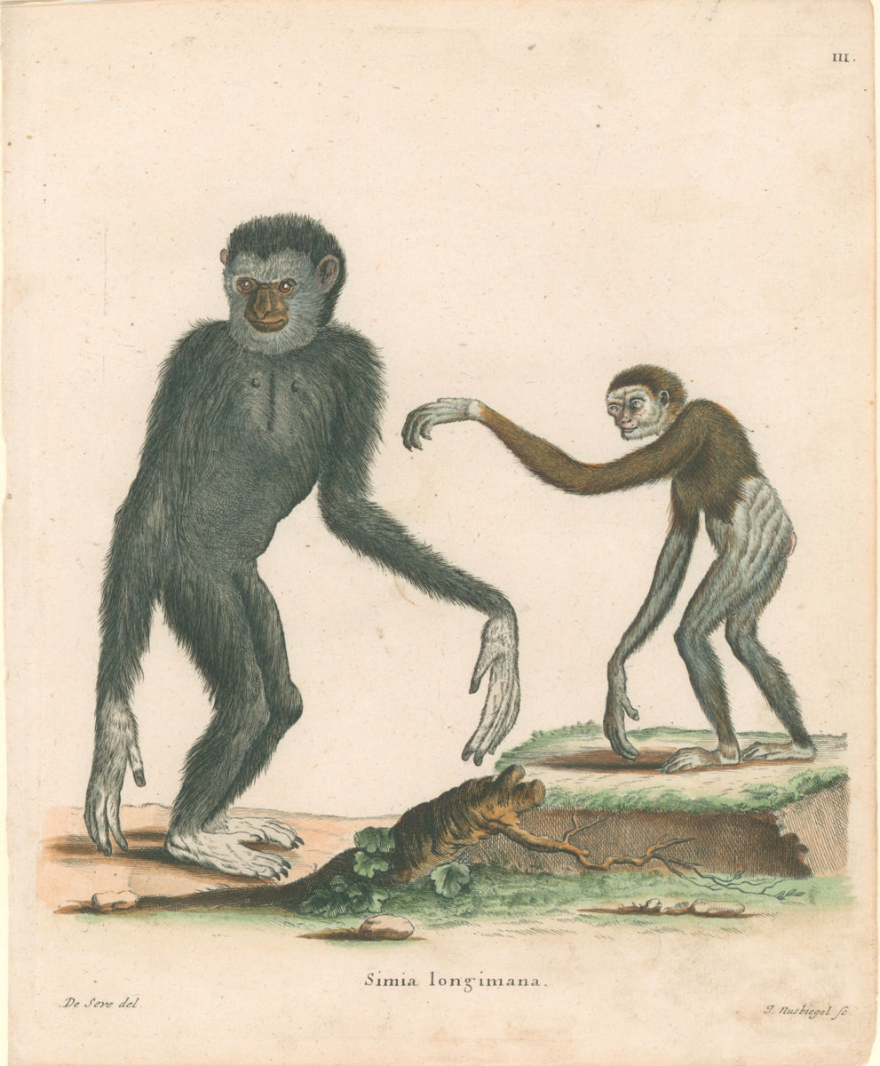 DeSeve Pl. III "Simia longimana" – Philadelphia Print Shop