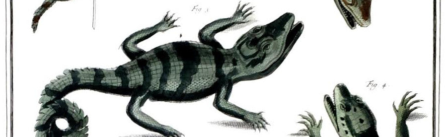 Amphibians & Reptiles – Philadelphia Print Shop