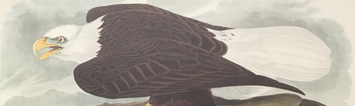 Birds – Philadelphia Print Shop