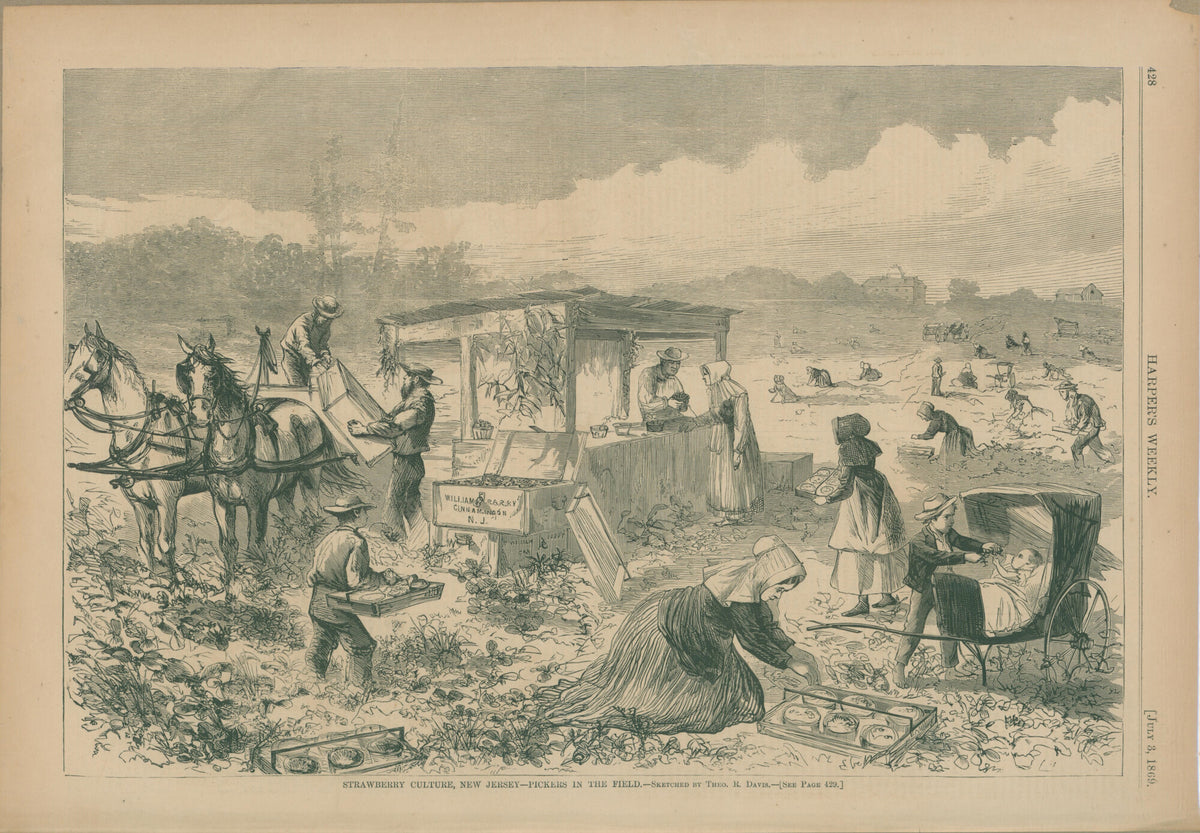 Davis, Theodore R. "Strawberry Culture, New Jersey-Pickers in the Fiel ...