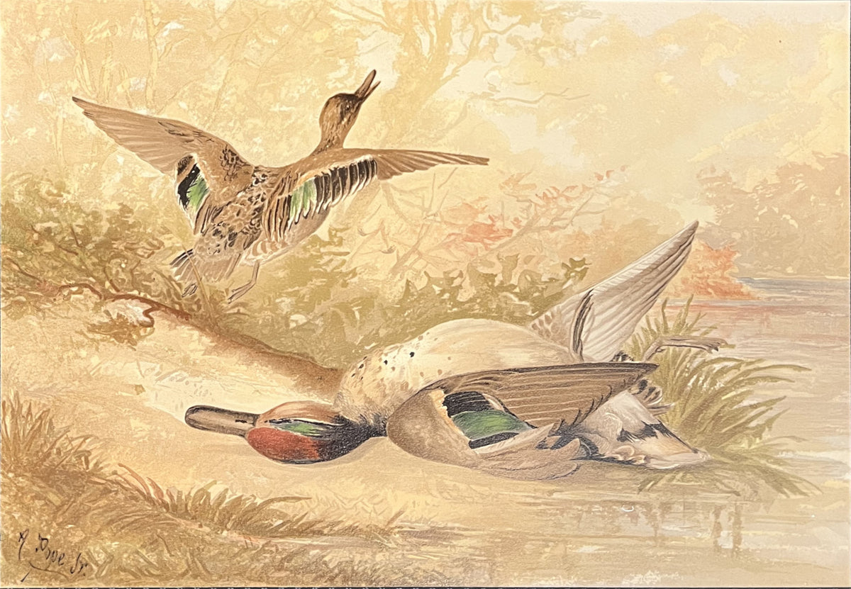 Pope Jr., Alexander [Green Winged Teal] – Philadelphia Print Shop
