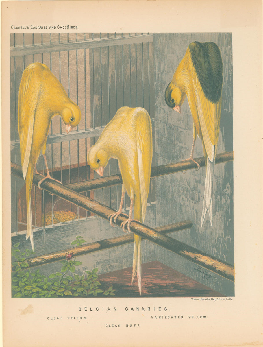 Ludlow “Belgian Canaries: Clear Yellow, Variegated Yellow, Clear Buff ...