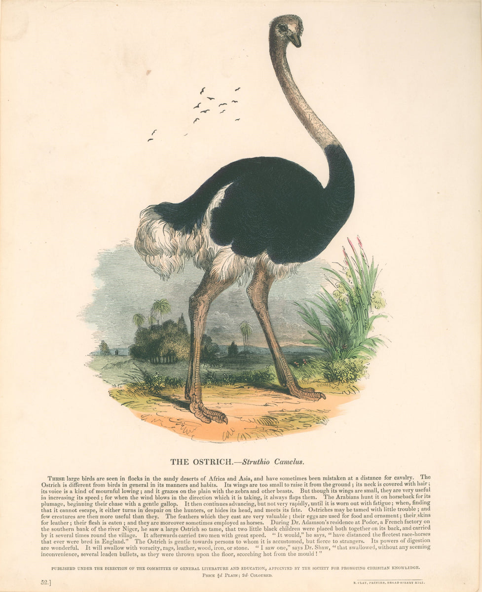Whymper, Josiah Wood “The Ostrich.” Plate 52 – Philadelphia Print Shop
