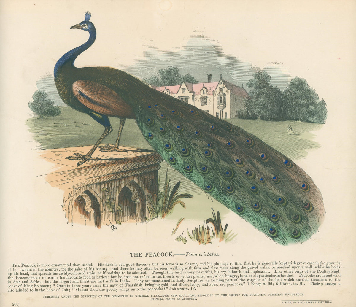 Whymper, Josiah Wood “The Peacock.” Plate 20 – Philadelphia Print Shop