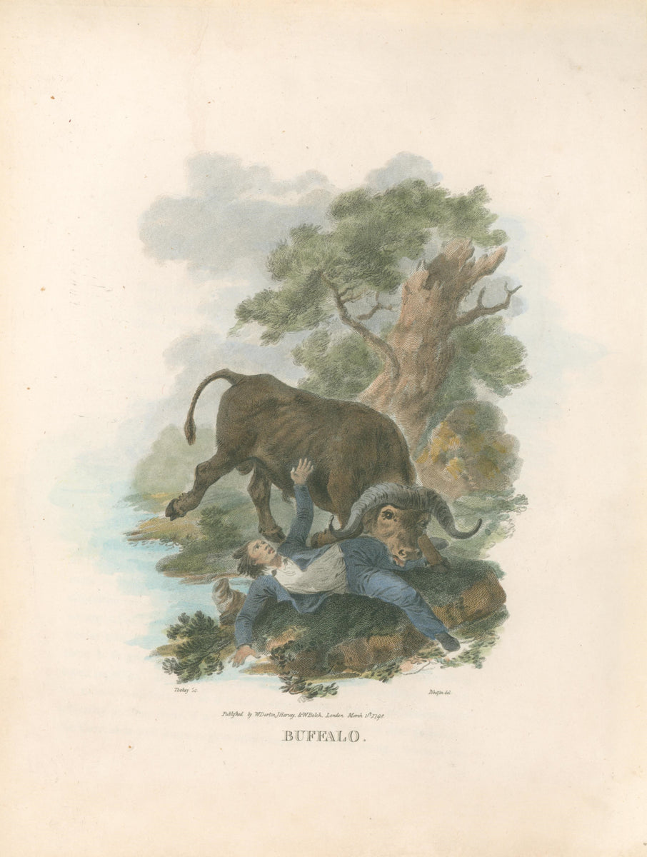 Ibbetson, Julius Caesar “African Buffalo" – Philadelphia Print Shop