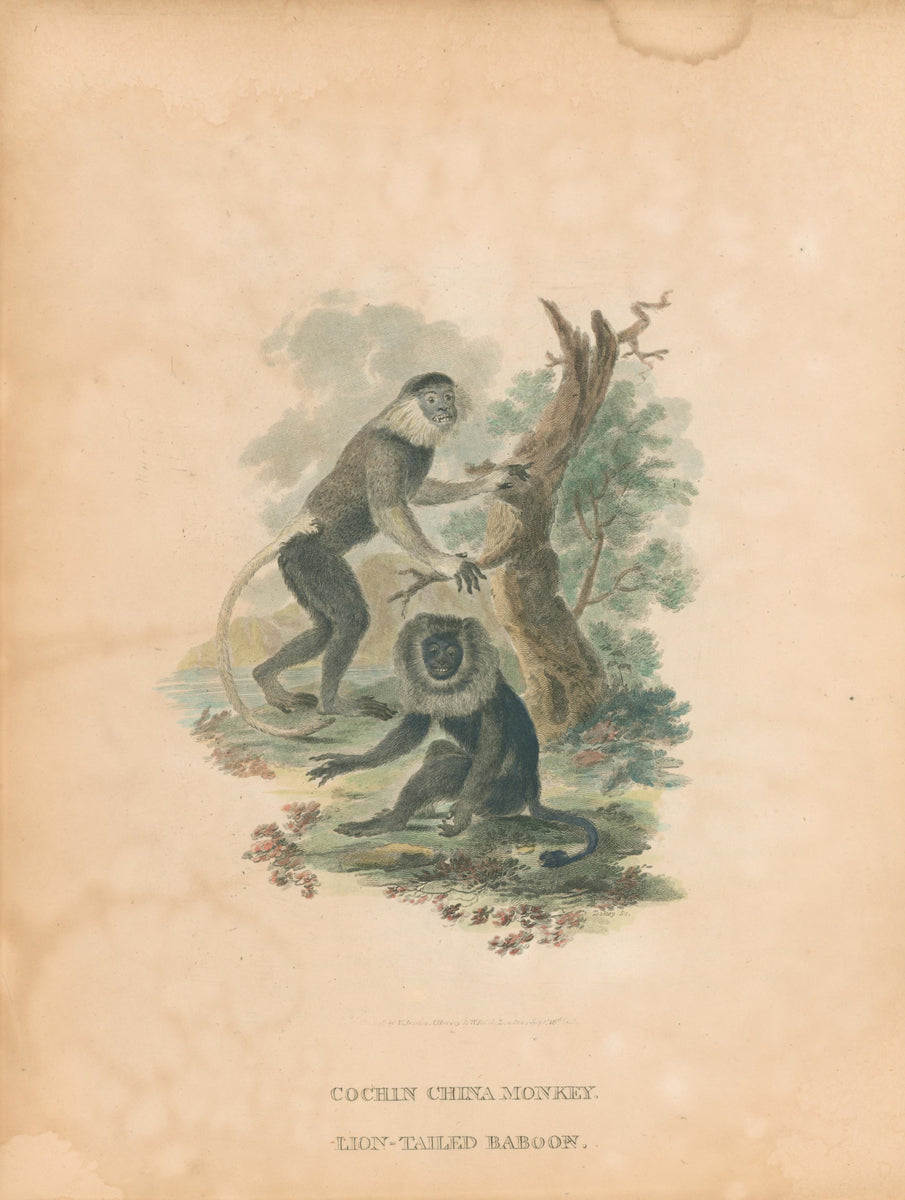 Ibbetson, Julius Caesar “Cochin China Monkey; Lion-Tailed Baboon ...