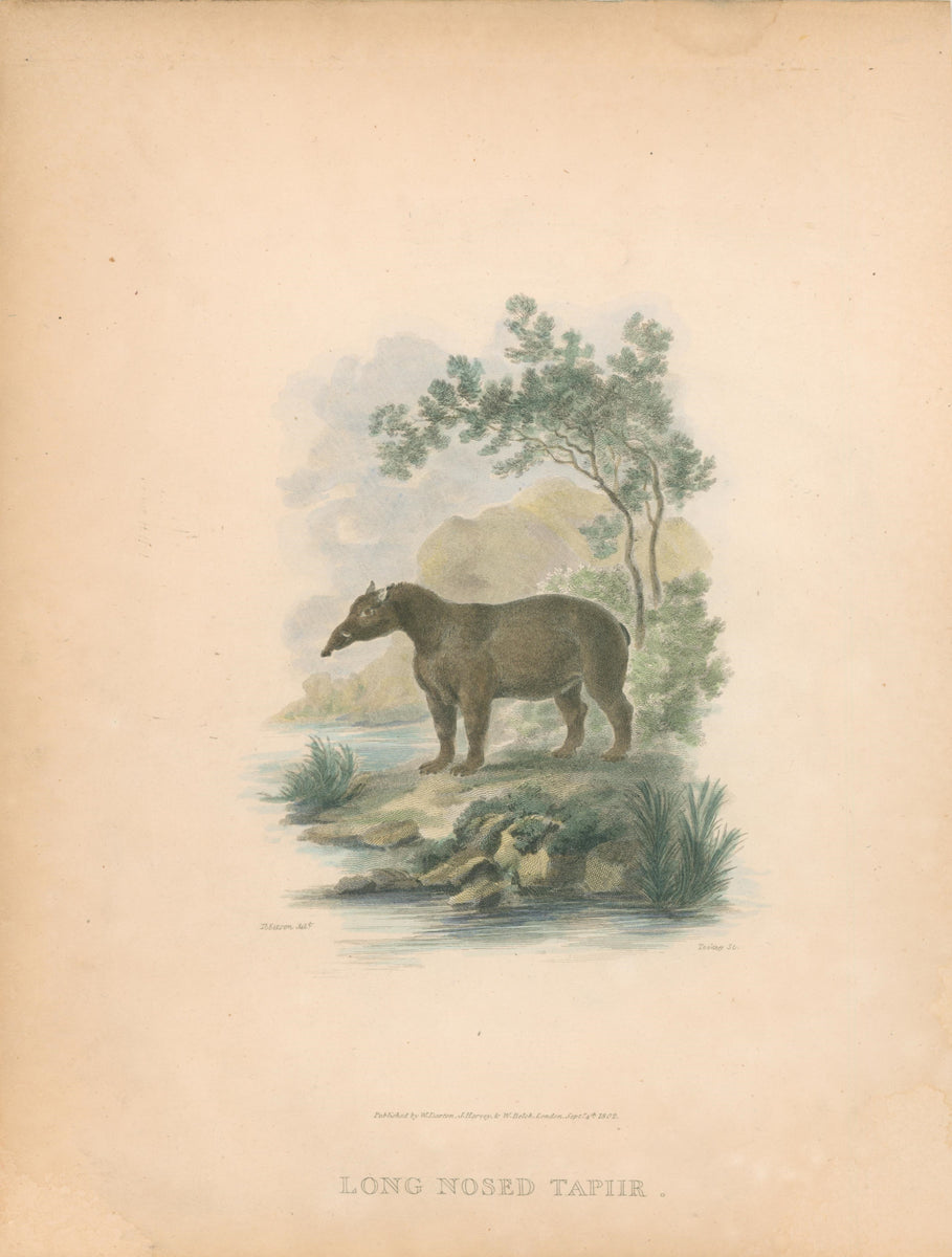 Ibbetson, Julius Caesar “Long Nosed Tapir" – Philadelphia Print Shop