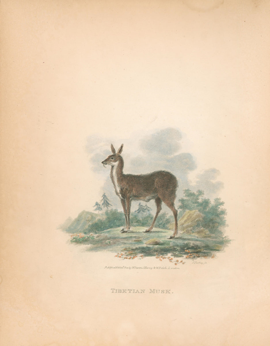 Ibbetson, Julius Caesar “Tibetan Musk” – Philadelphia Print Shop