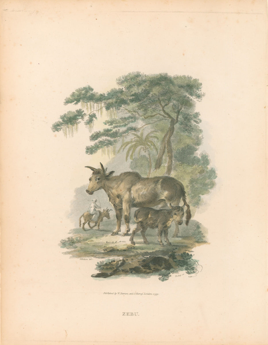 Ibbetson, Julius Caesar “Zebu" – Philadelphia Print Shop