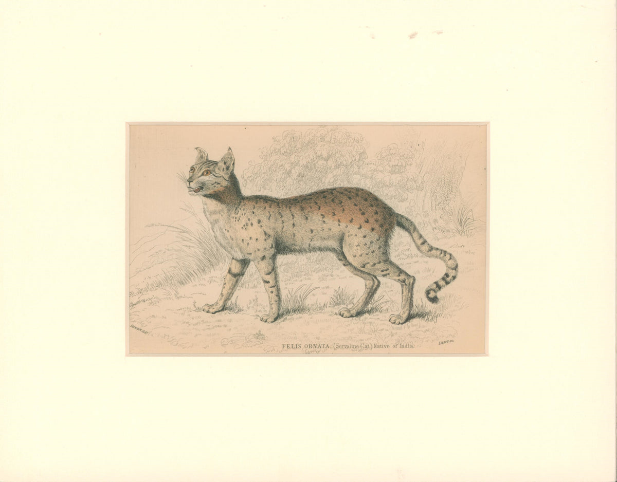 Jardine, William. Pl. 25. [Servaline Cat] – Philadelphia Print Shop