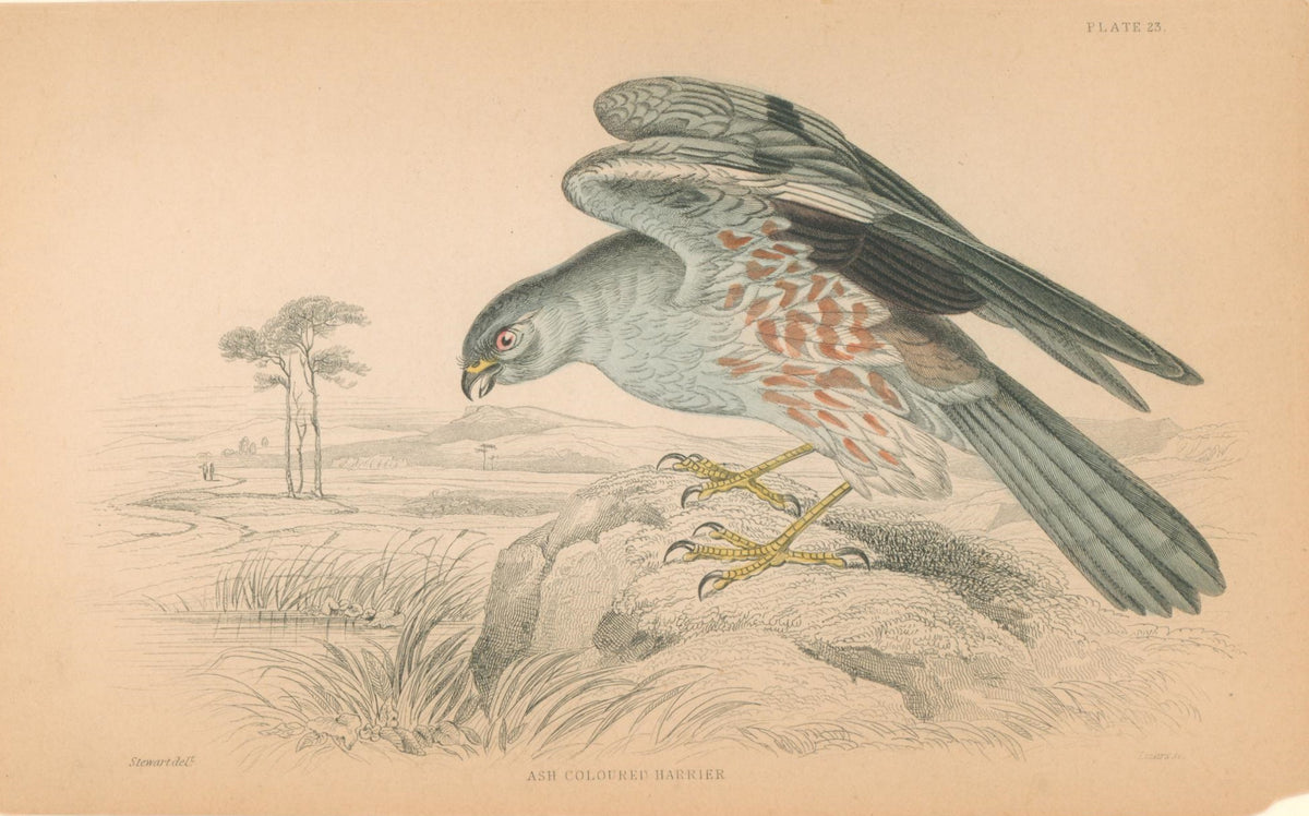 Stewart "Ash Coloured Harrier." Pl. 23 from Jardine's "Naturalist's Li ...