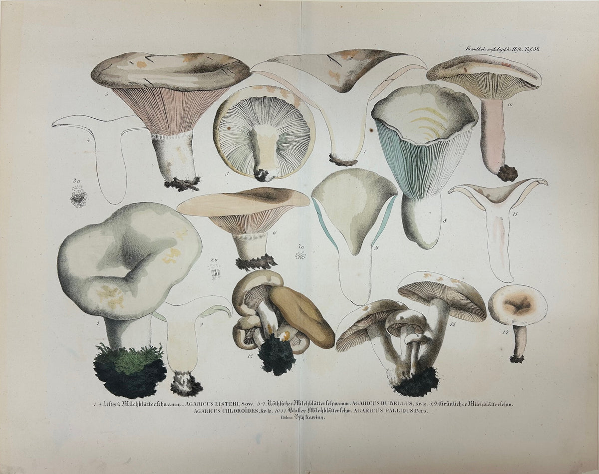 Krombholz, Julius Vincenz von "Agaricus Listeri; Agaricus rubellus; Ag ...