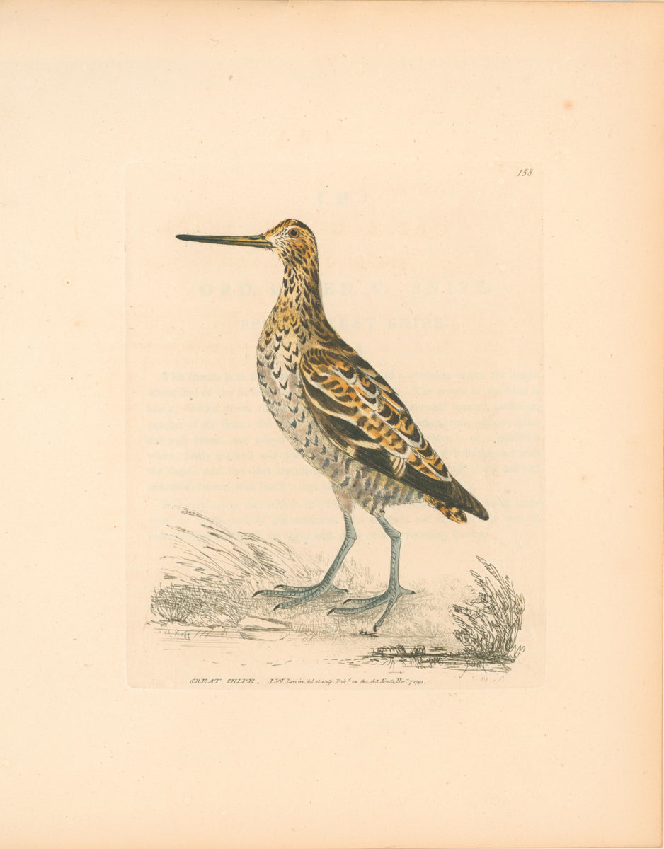Lewin, William "Great Snipe" Pl. 158. – Philadelphia Print Shop
