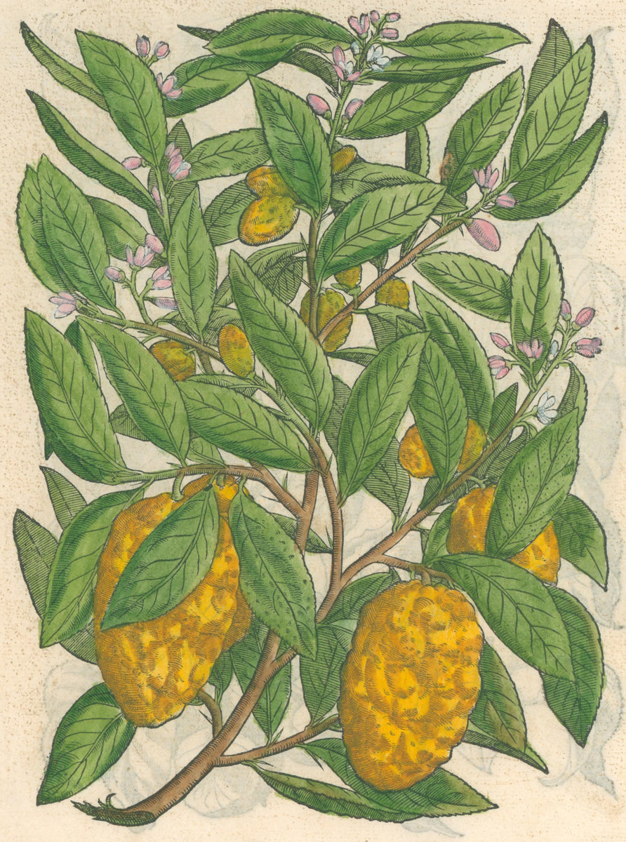 Mattioli, Pietro Andrea "Medica Malus" From de Materia Medica ...