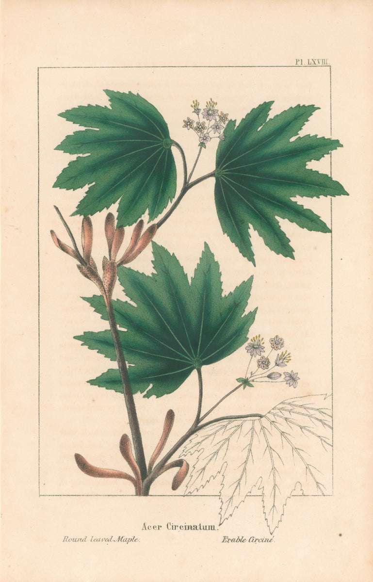 Michaux, François André "Acer Circinatum; Round leaved Maple." Pl. LXV ...