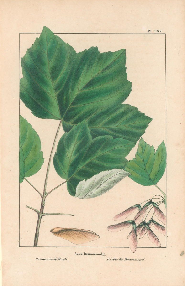 Michaux, François André "Acer Drummondii; Drummond's Maple." Pl. LXX ...
