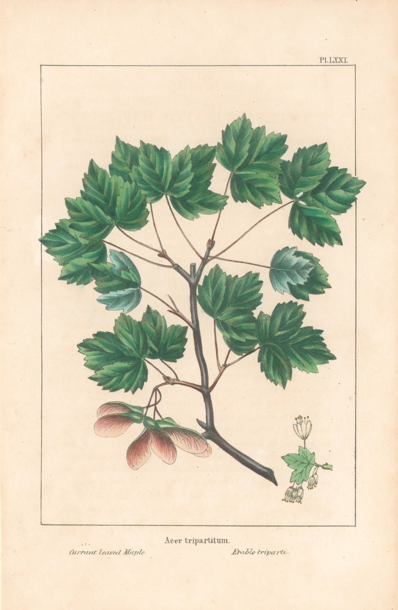 Michaux, François André "Acer tripartitum; Currant Leaved Maple." Pl ...