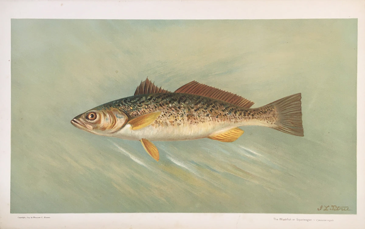 Petrie, J.L. “Weakfish or Squeteague” – Philadelphia Print Shop