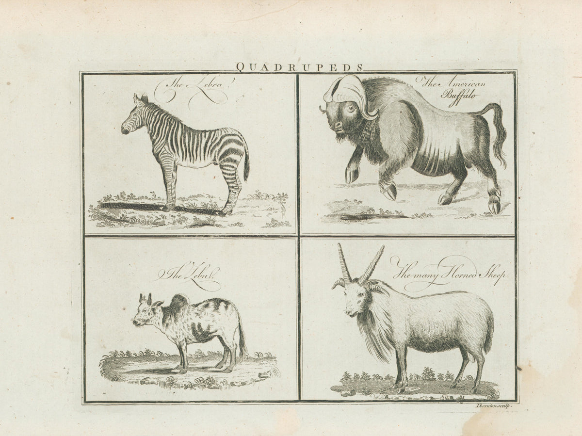 Unattributed “Quadrupeds. The Zebra. The American Buffalo. The Zebu. T ...
