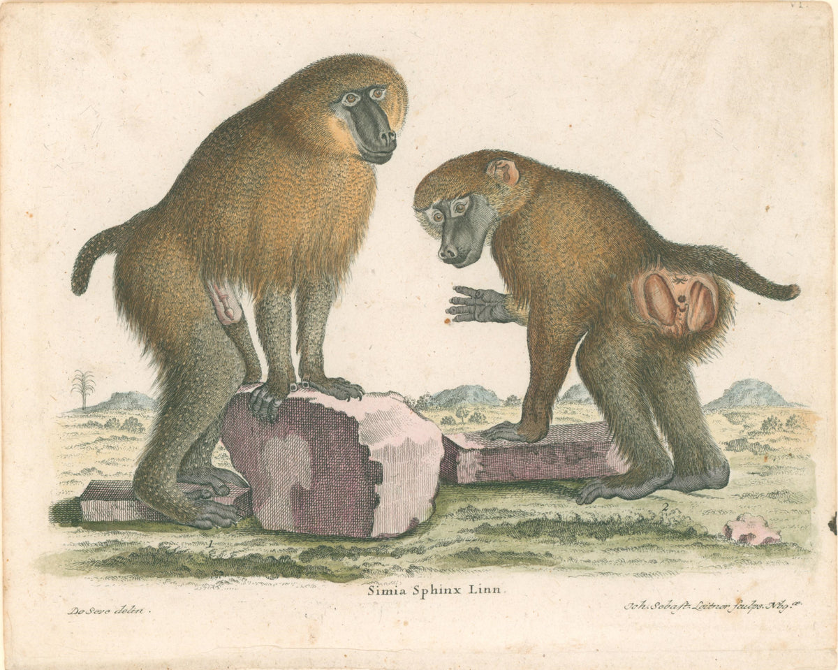 DeSeve "Simia Sphinx Linn" – Philadelphia Print Shop