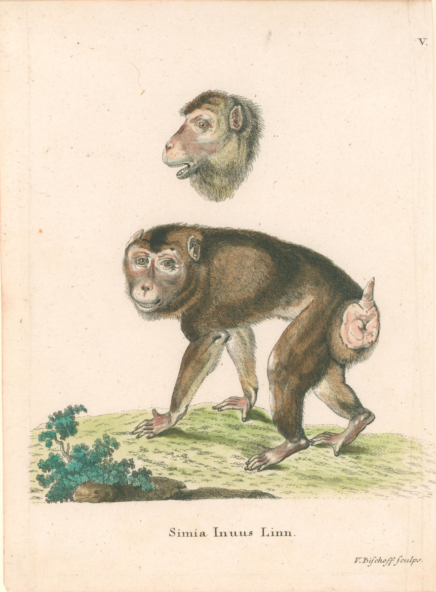 Schreber Pl. V "Simia Inuus Linn" – Philadelphia Print Shop