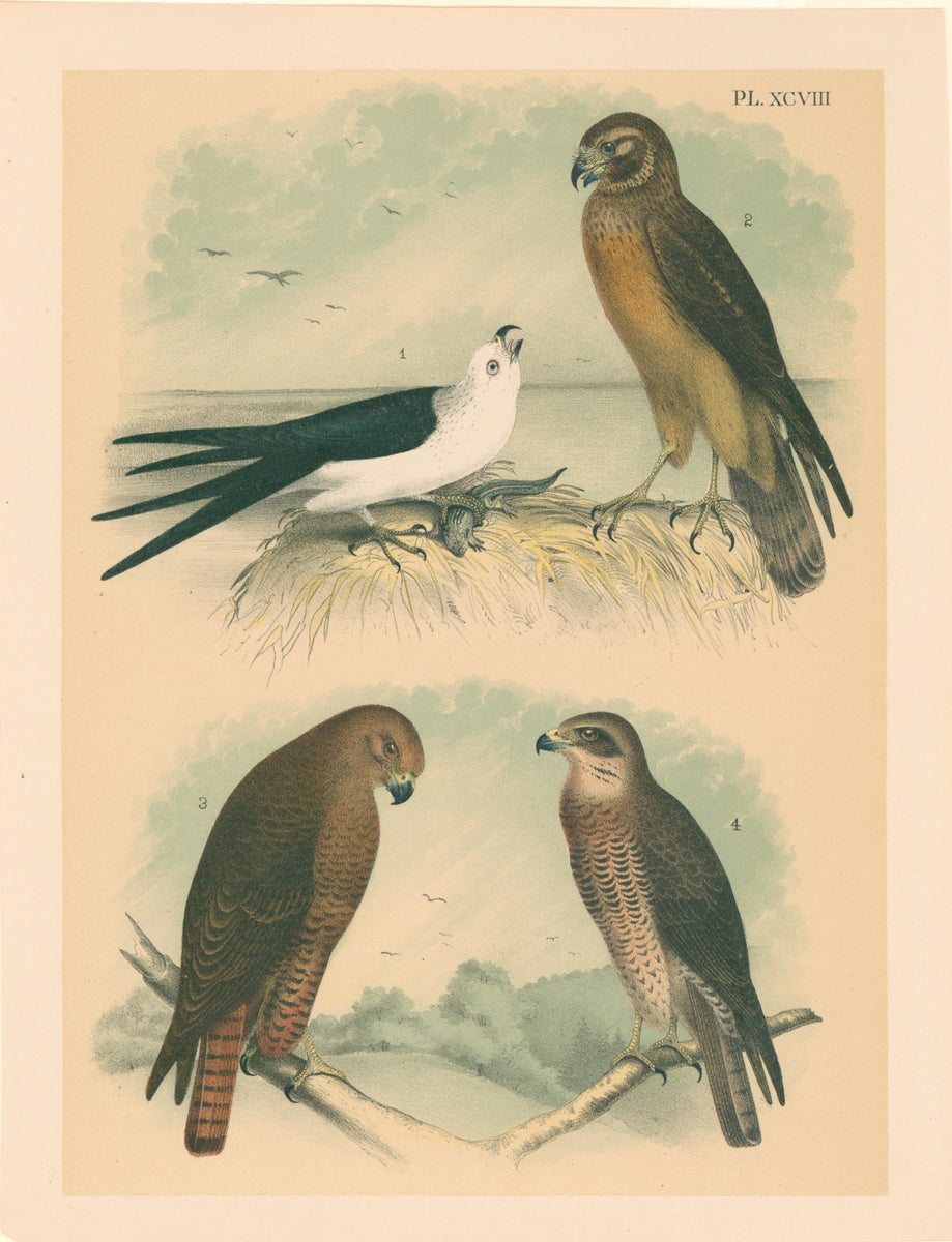Jasper, Theodore "Swallow-tailed Kite, Marsh Hawk or Harrier, Western ...