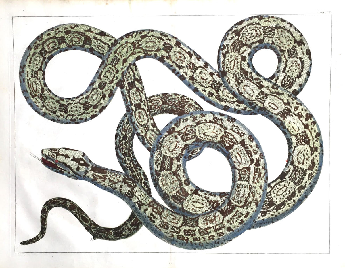 Seba, Albertus "Plate 104" [Large Snake] – Philadelphia Print Shop
