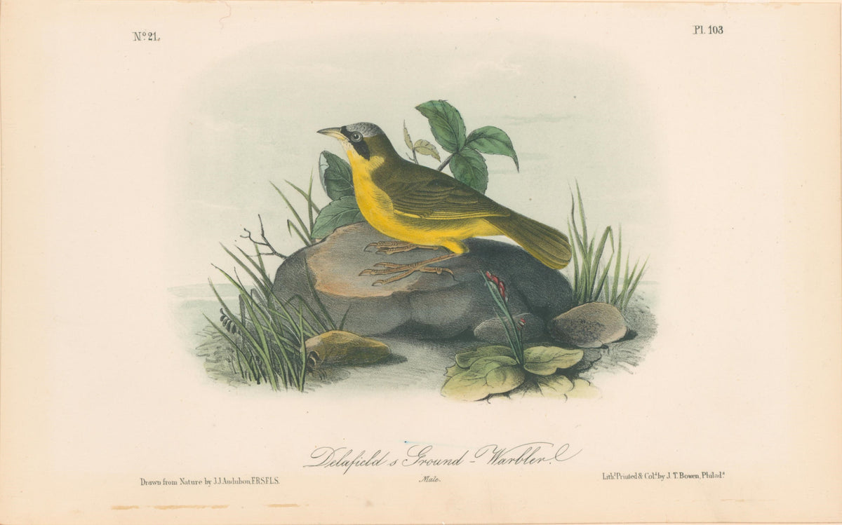Audubon, John James “Delafield's Ground Warbler.” Pl. 103 ...