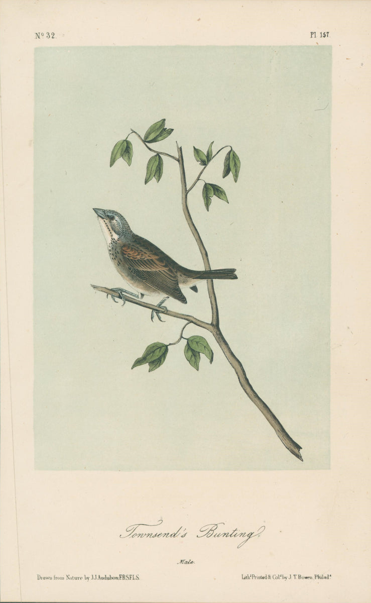 Audubon, John James “Townsend's Bunting.” Pl. 157 – Philadelphia Print Shop
