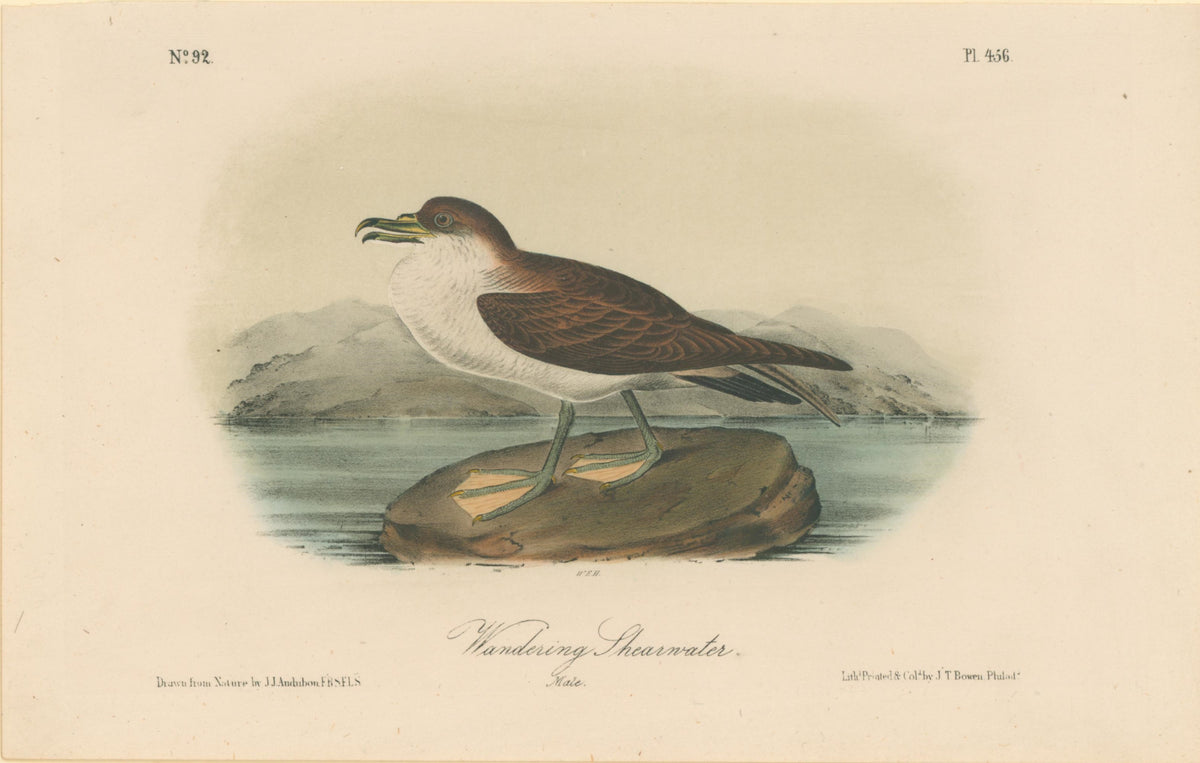 Audubon, John James “Wandering Shearwater.” Pl. 456 – Philadelphia ...