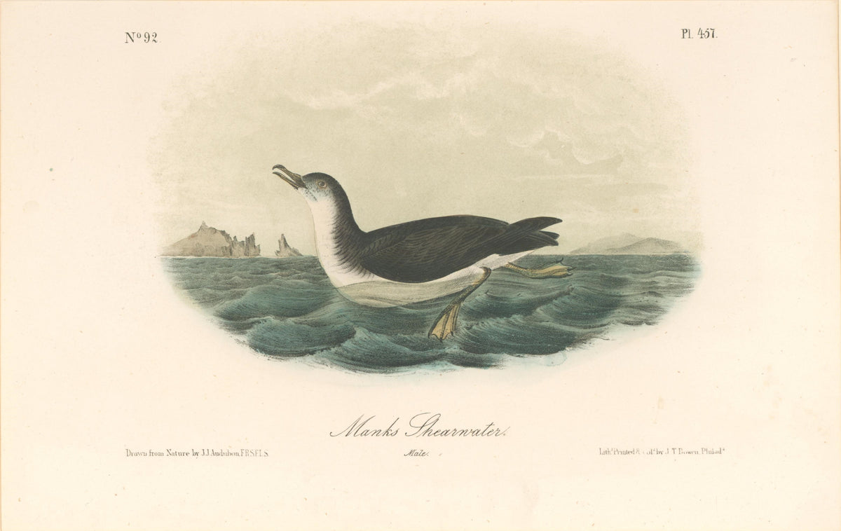 Audubon, John James “Manks Shearwater.” Pl. 457 – Philadelphia Print Shop