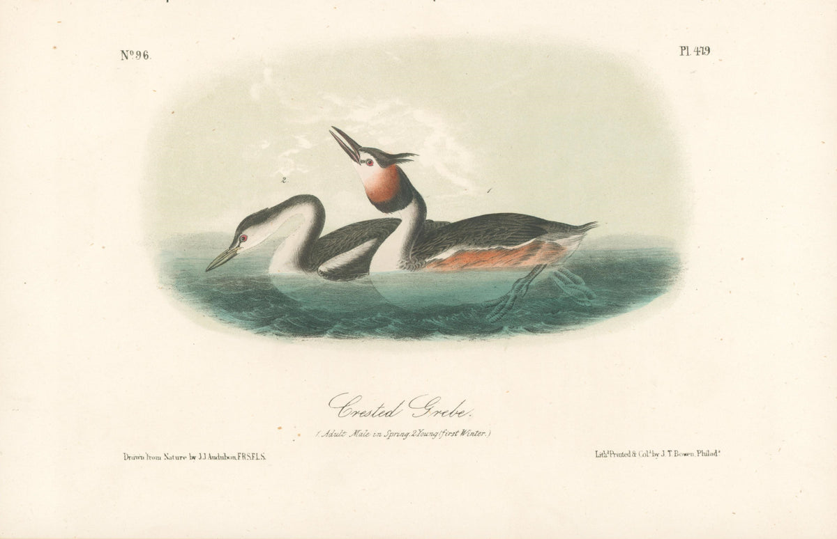 Audubon, John James “Crested Grebe.” Pl. 479 – Philadelphia Print Shop