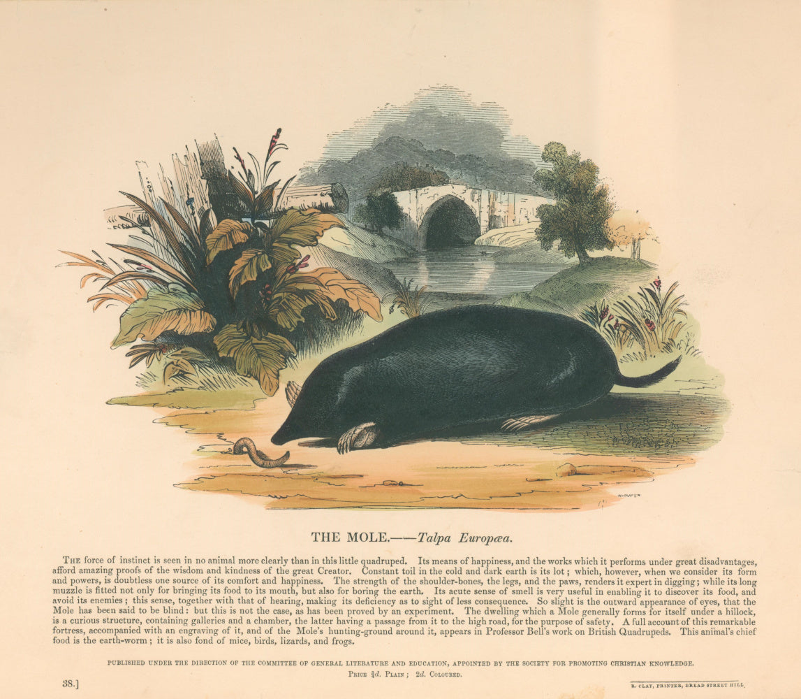 Whymper, Joshua Wood “The Mole.” Plate 38 – Philadelphia Print Shop