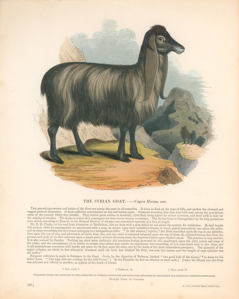 Whymper, Joshua Wood “The Syrian Goat.” Plate 49 – Philadelphia Print Shop