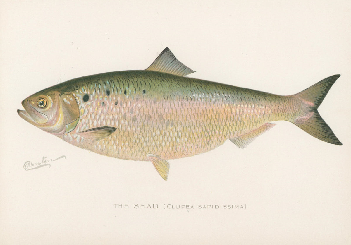 Denton, Sherman F. “The Shad.” – Philadelphia Print Shop