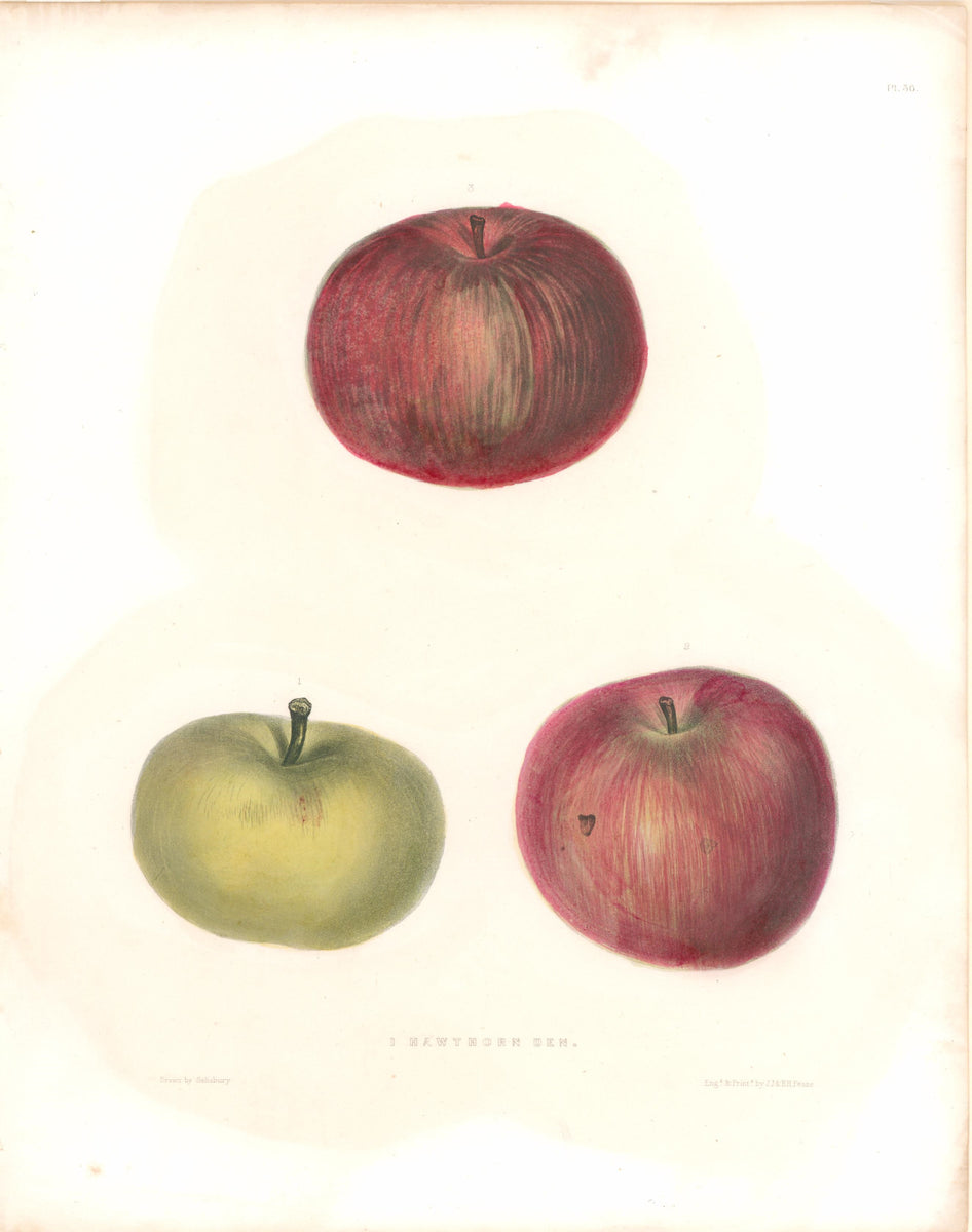 Salisbury “Hawthorn Ben” [apple] Plate 36 – Philadelphia Print Shop