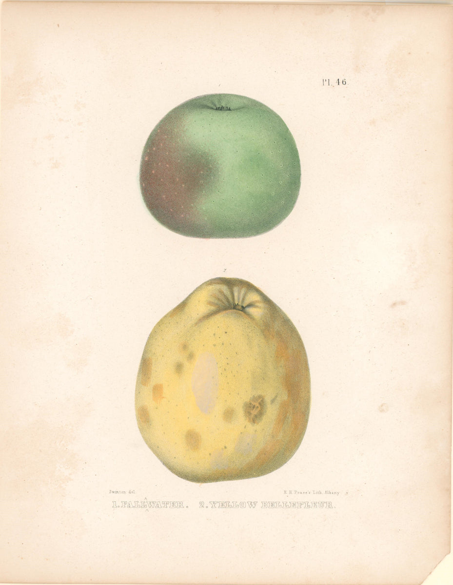 Swinton “Fallawater & Yellow Bellefleur” [apple] Plate 46 ...