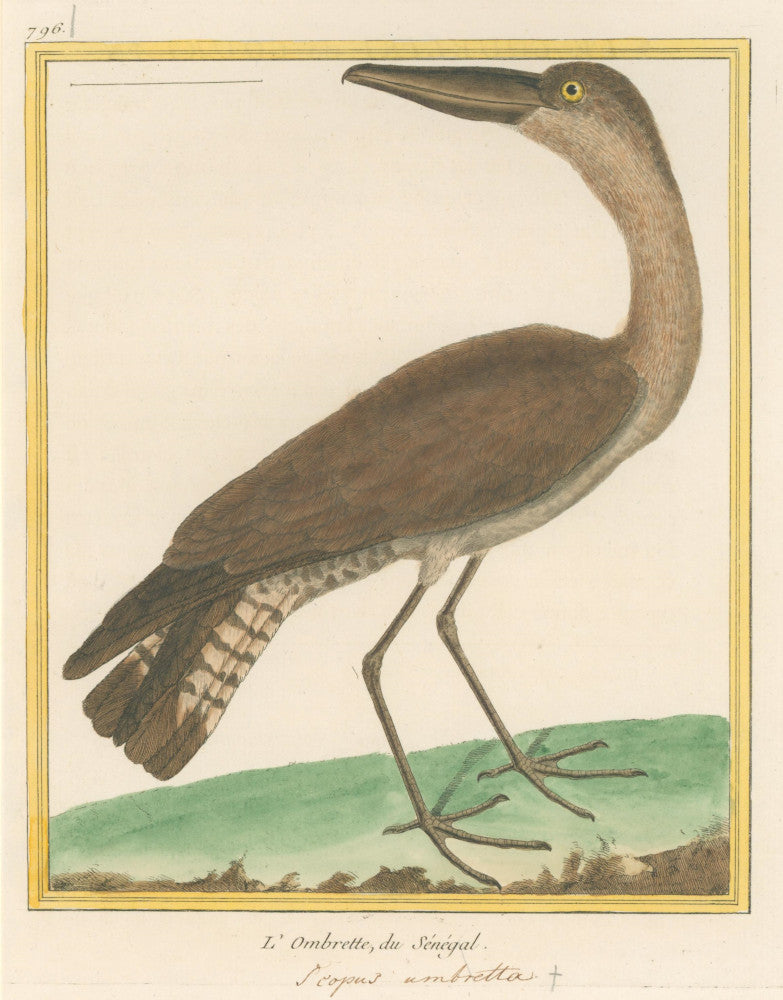 Martinet “L’Ombrette, du Sénégal.” [Senegal umbrette] Plate 796 ...