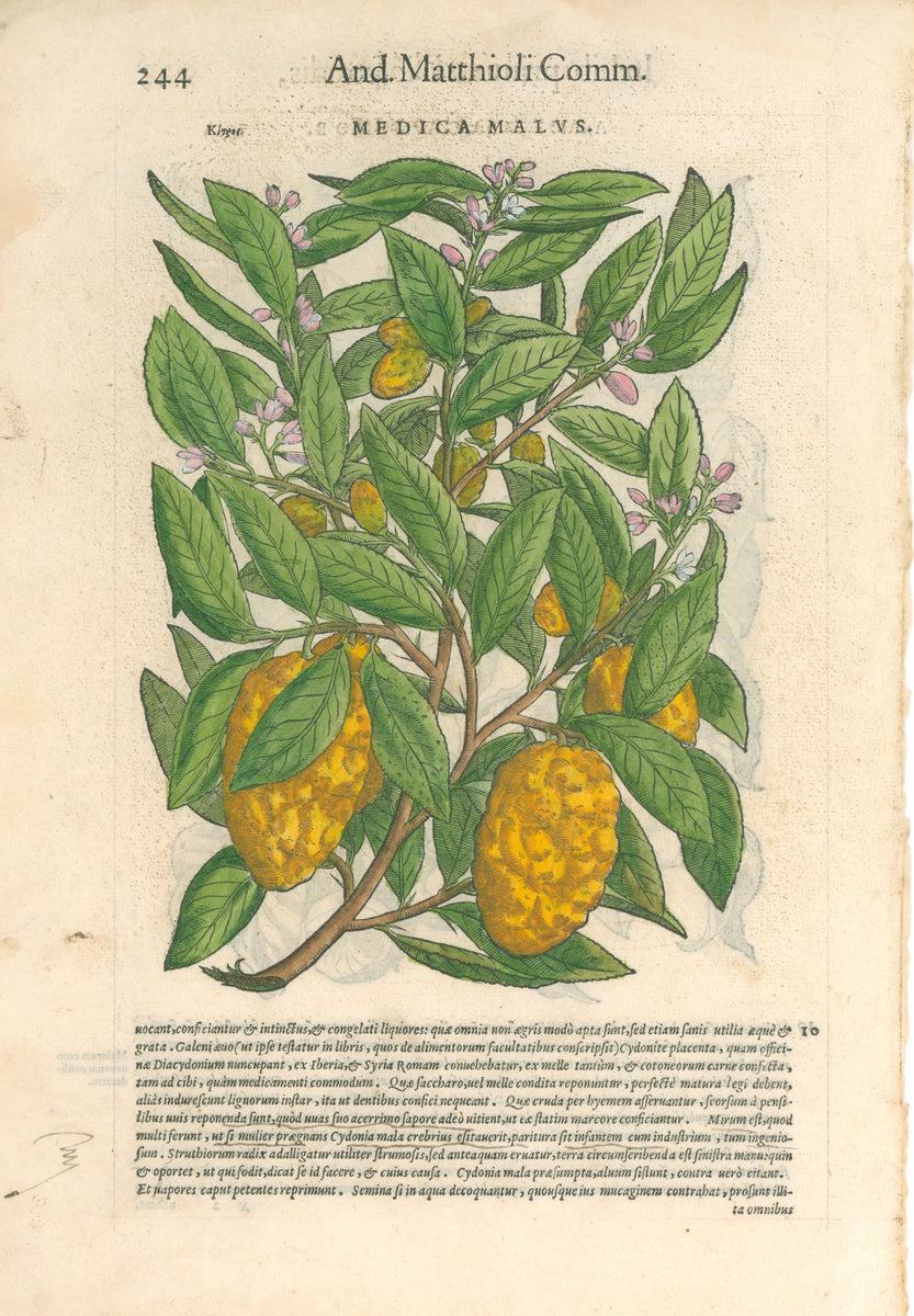 Mattioli, Pietro Andrea "Medica Malus" From de Materia Medica ...