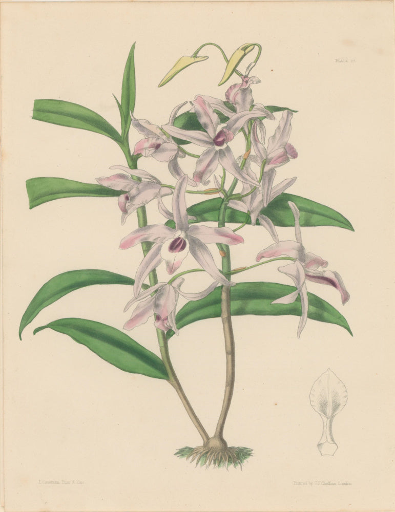 Constans, L. "Transparent Dendrobe; Dendrobium Transparens." Plate 27 ...