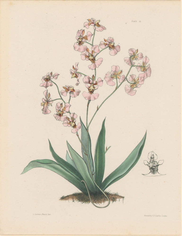 Constans, L. "Variegated Oncid; Oncidium Variegatum." Plate 33. From ...
