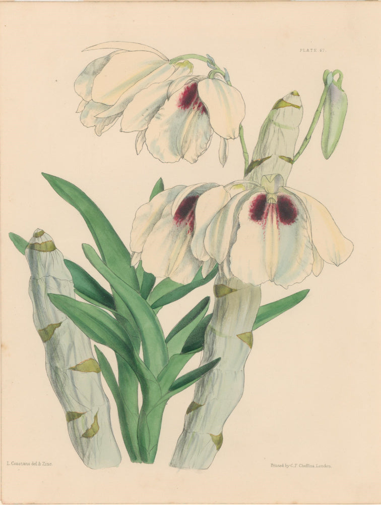 Constans, L. "White and Sanguine Dendrobe; Dendrobium Albosanguineum ...